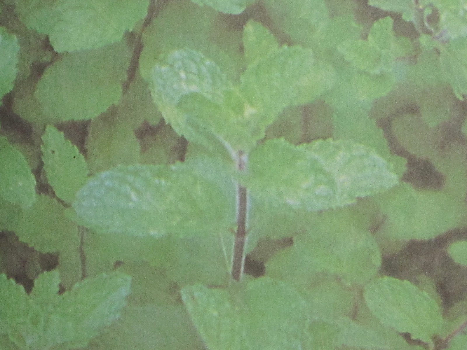 herbal leaves, herbal medicine plants and treatments: Marsh Mint ...