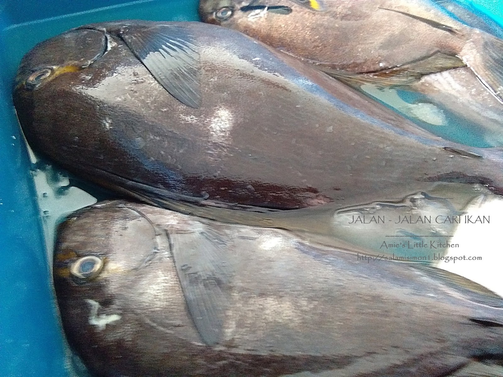 Jom Makan Ikan Segar - Amie's Little Kitchen