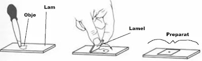 Lam Lamel Arası Preparat Hazırlama (Lam-Lamel Arası Preparatın ...