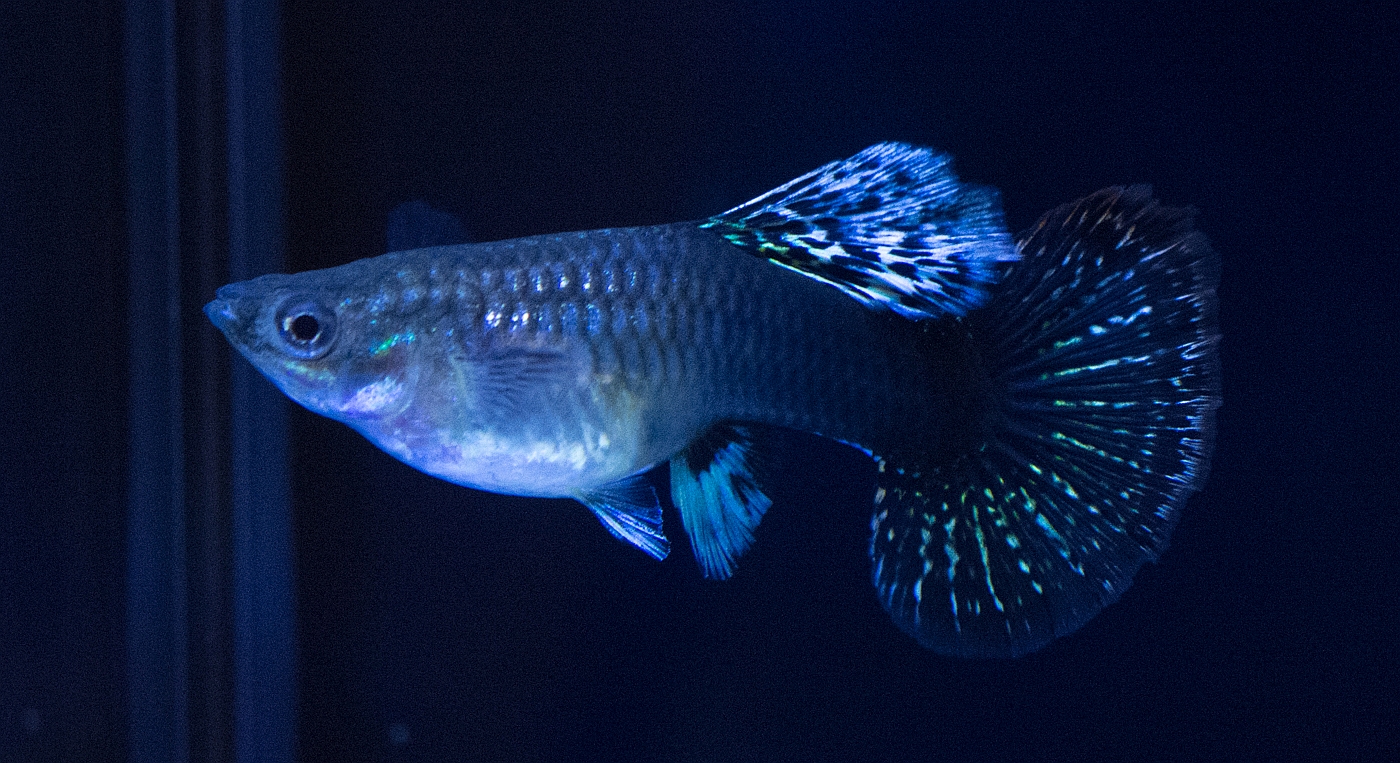 Malaysia Guppy Club Show August 2017 - Ralfs-Guppy-Blog