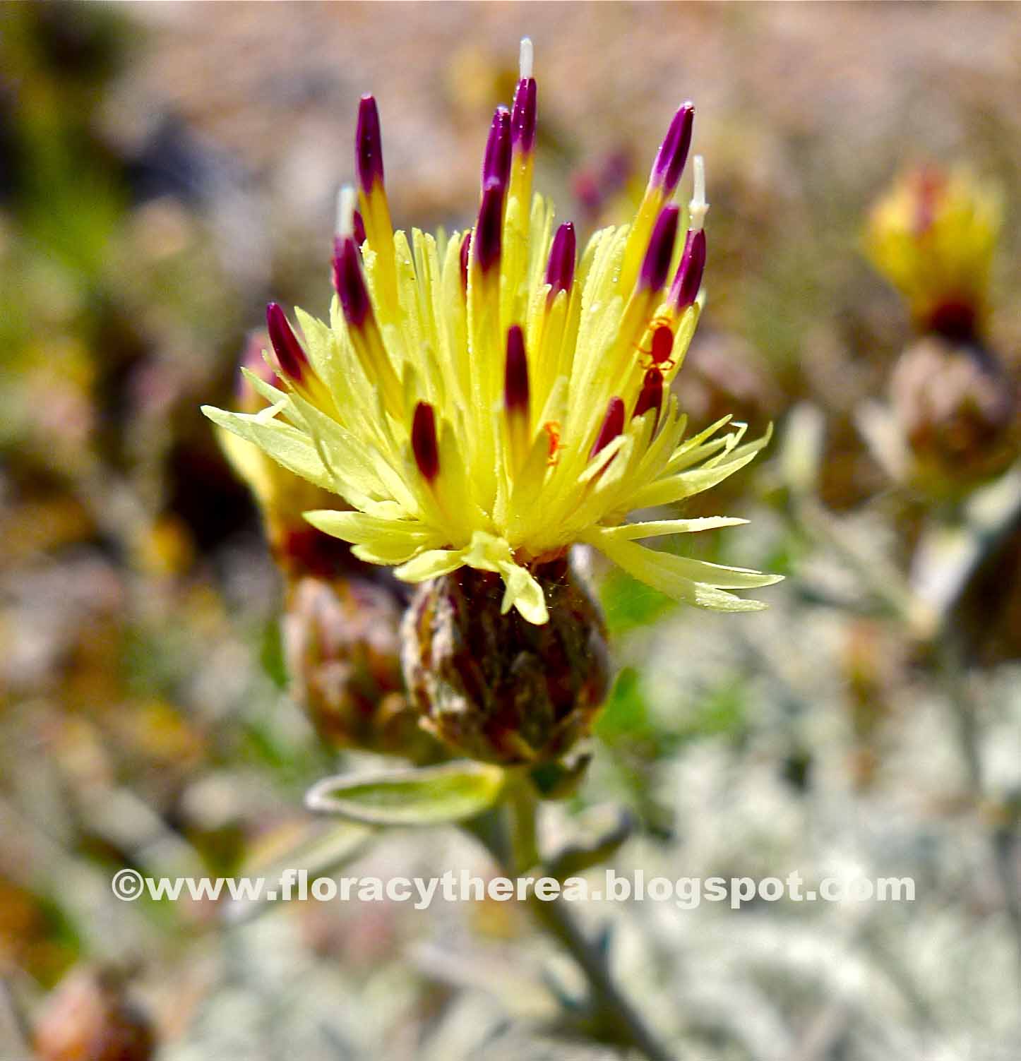 Flora cytherea: Κενταύρια η αργυρόχρωμη