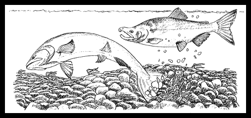 Save Our Chetco River: River Mining