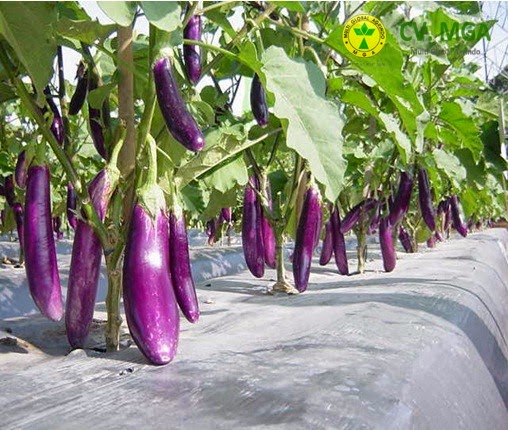 Manfaat dan Khasiat Terong Yang Perlu Kamu Tahu