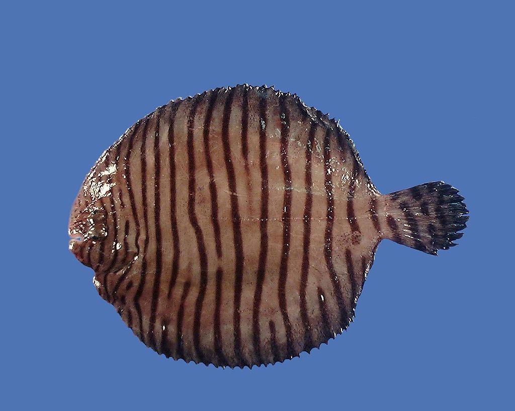 Artes de Pesca: ACTINOPTERYGII