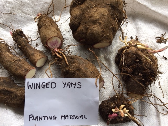 Bellingen Seed Savers: Growing Yams: Information from Byron Hinterland SS