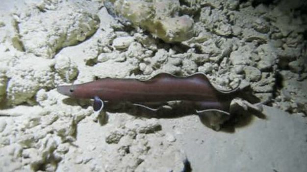 B.C: A New Living Fossil - Eel Evolution Is Rewritten