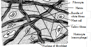 "TISSUES" PART 2 (ANIMAL TISSUES)