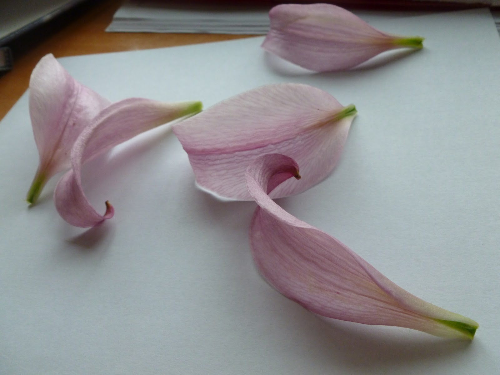 THE LIVES WE ARE GIVEN: Week 29 Wrap Up - FLOWER DISSECTION