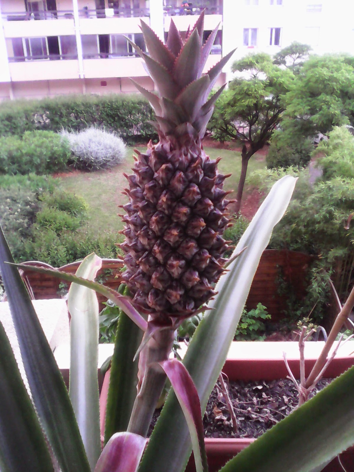 Culture des ananas en pot: Fleurs et rejetons