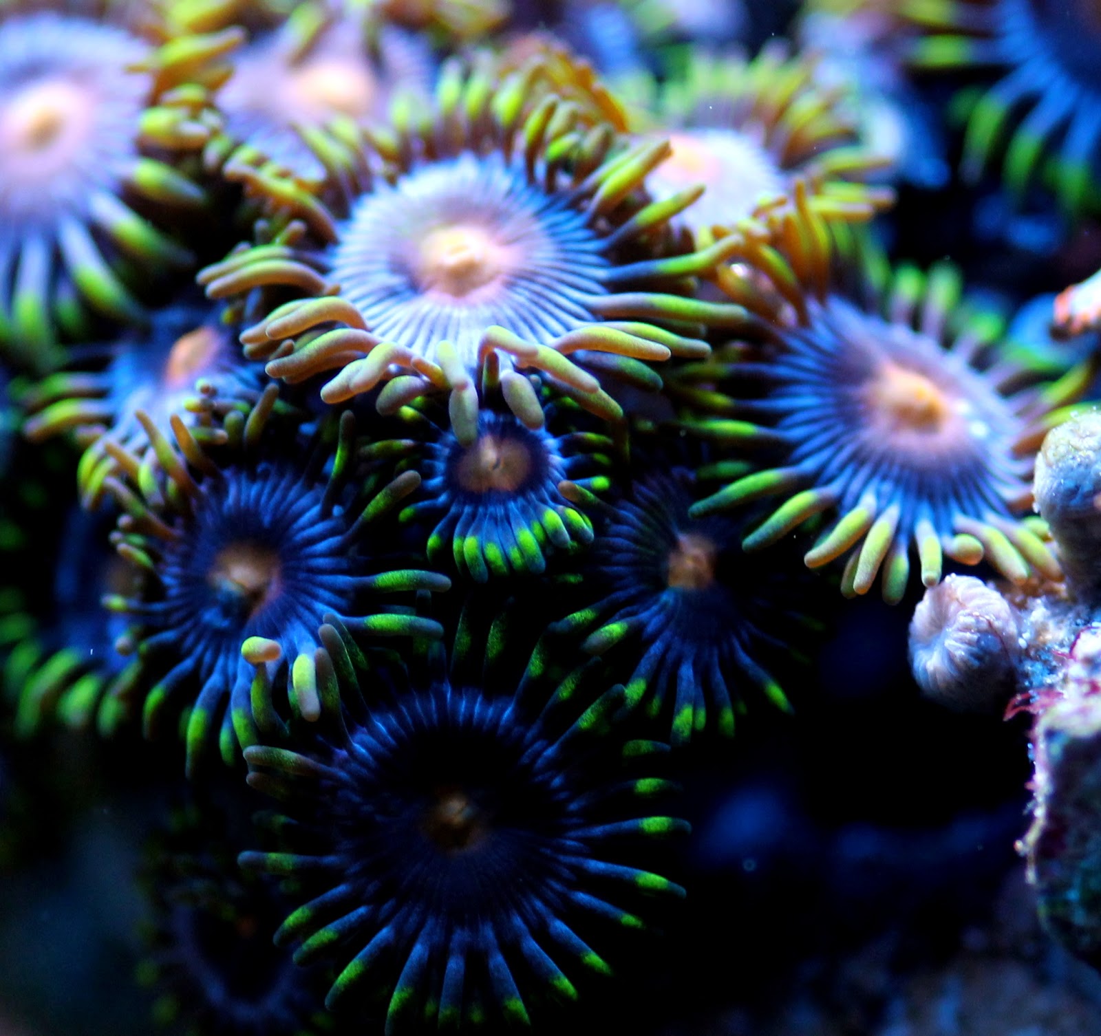 Howard`s Reef: Soft Coral Cube 25.12.2012