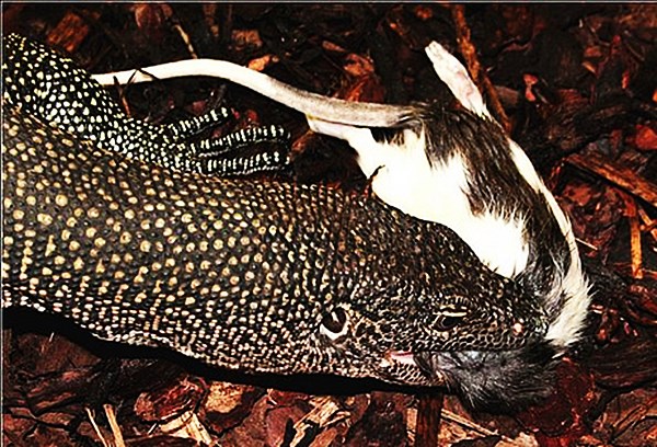 Varanus Indicus | Belajar Mengenal Varanus