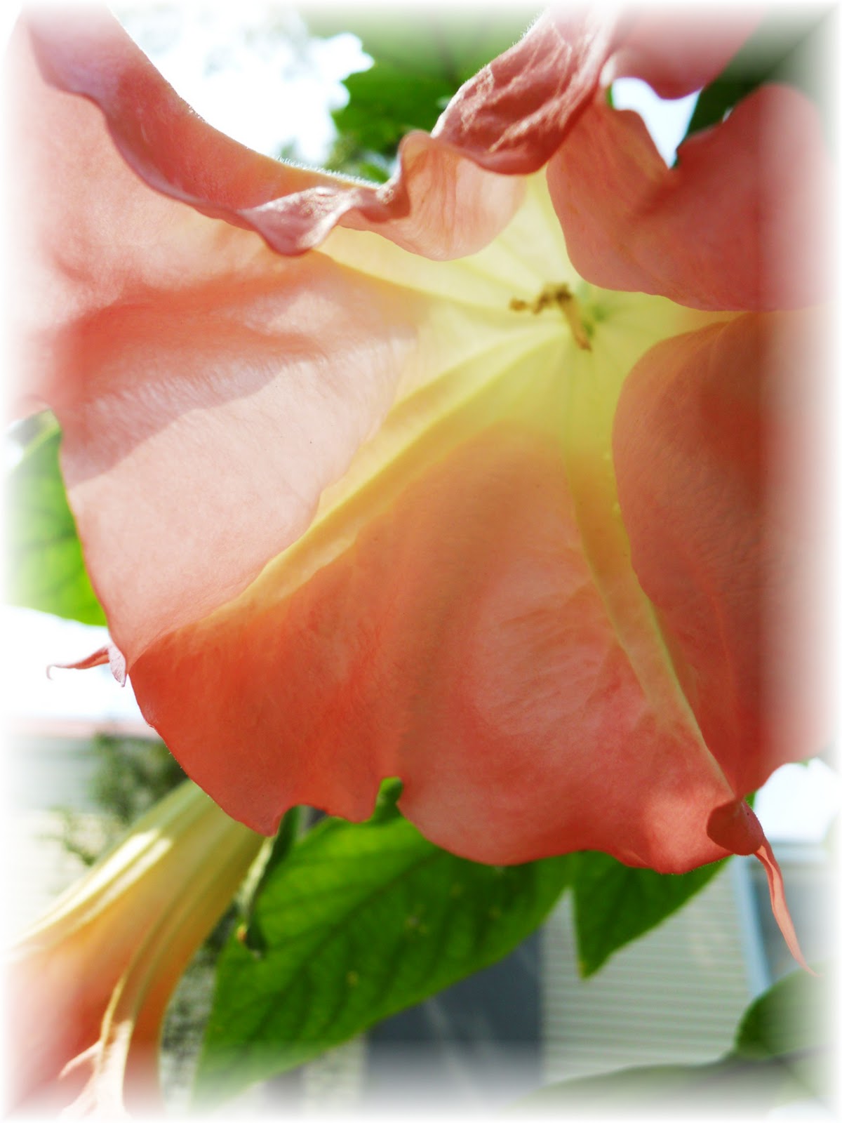 Bubbles of Joy: PINK Angel's Trumpets!