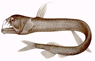 Viperfish - Fishes