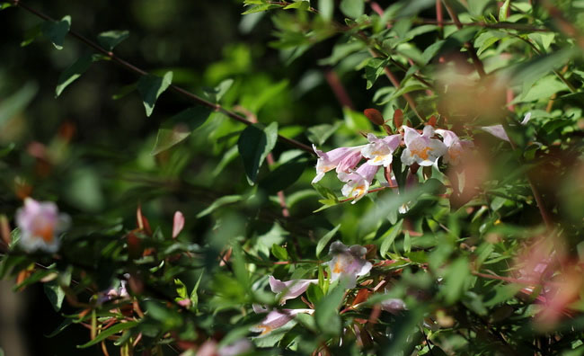 Abelia Parvifolia Flowers