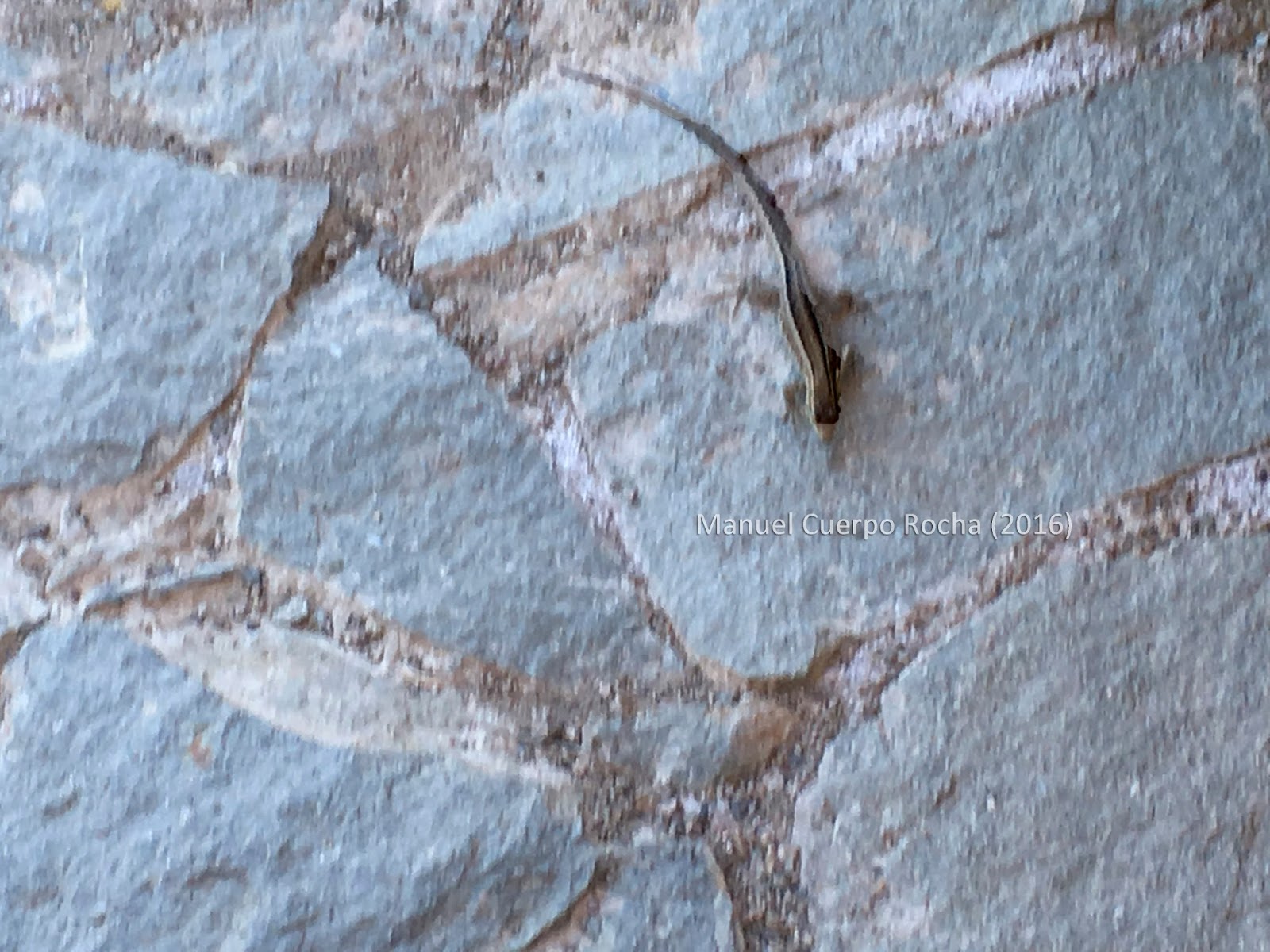MANUEL CUERPO ROCHA: PARQUE NACIONAL DEL TEIDE. FAUNA.: EL LAGARTO TIZÓN.