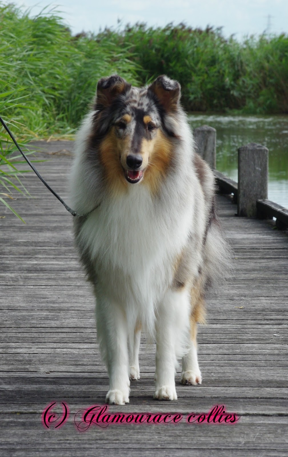 Glamourace Collies: New pictures of Star