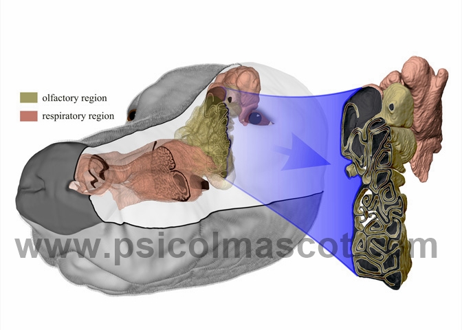PSICOLMASCOT: El Olfato y El Gusto del Perro