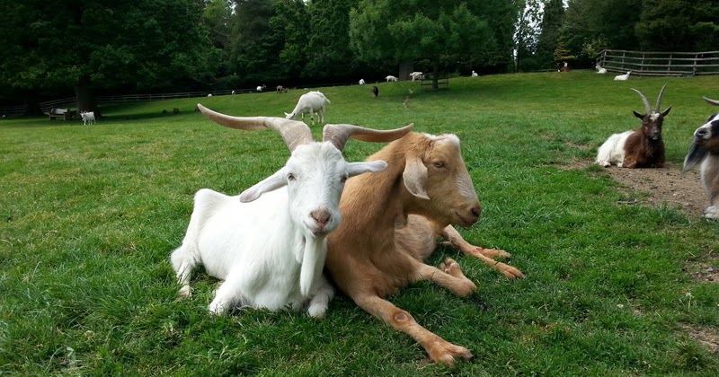 Can Goats And Dogs Live Together