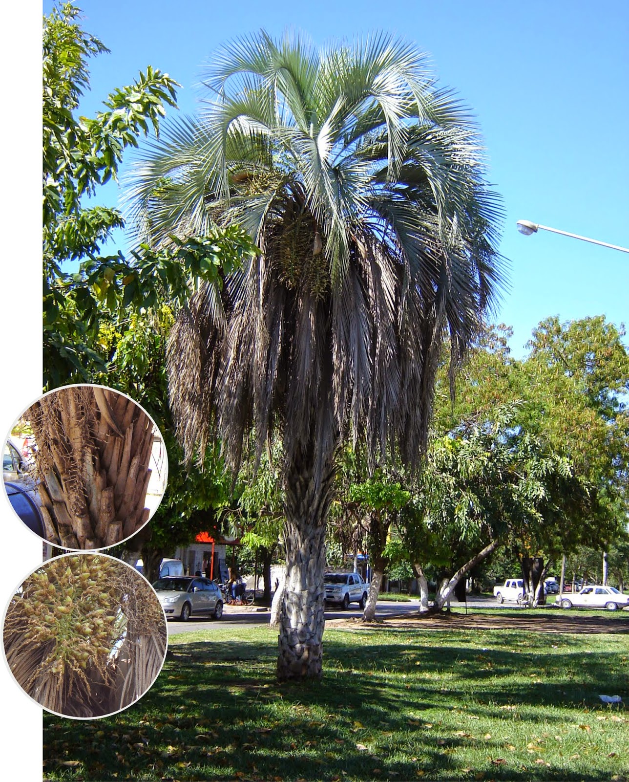 Butia yatay «palma yatay» - Id Plantae
