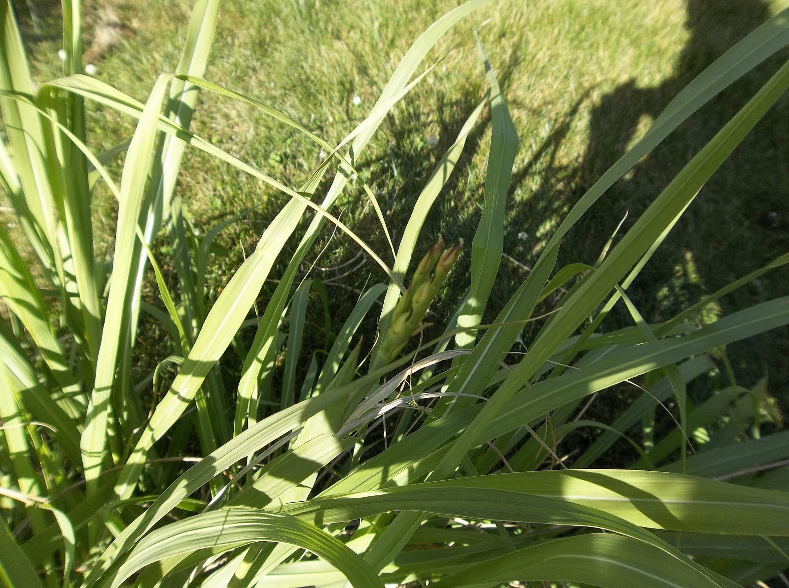 The Perennial Agriculturalist: eastern gamagrass