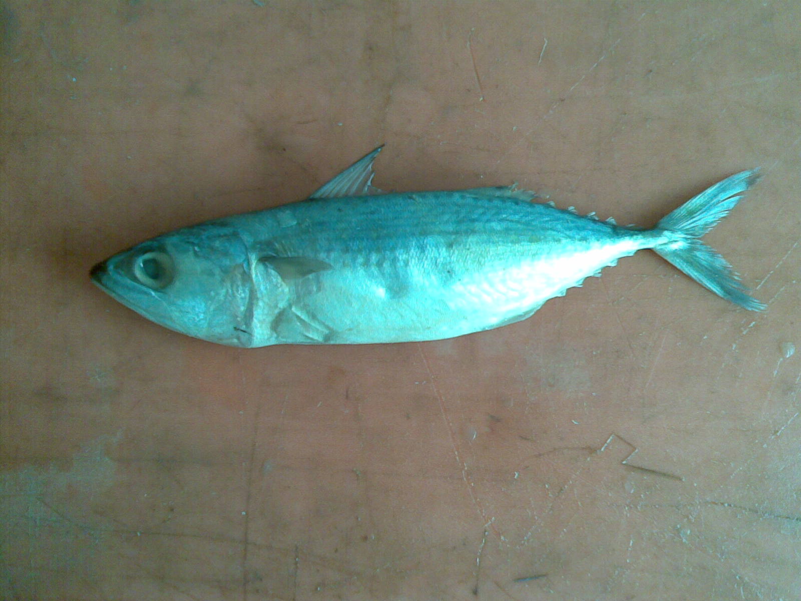 Jual Ikan Laut: jual ikan laut