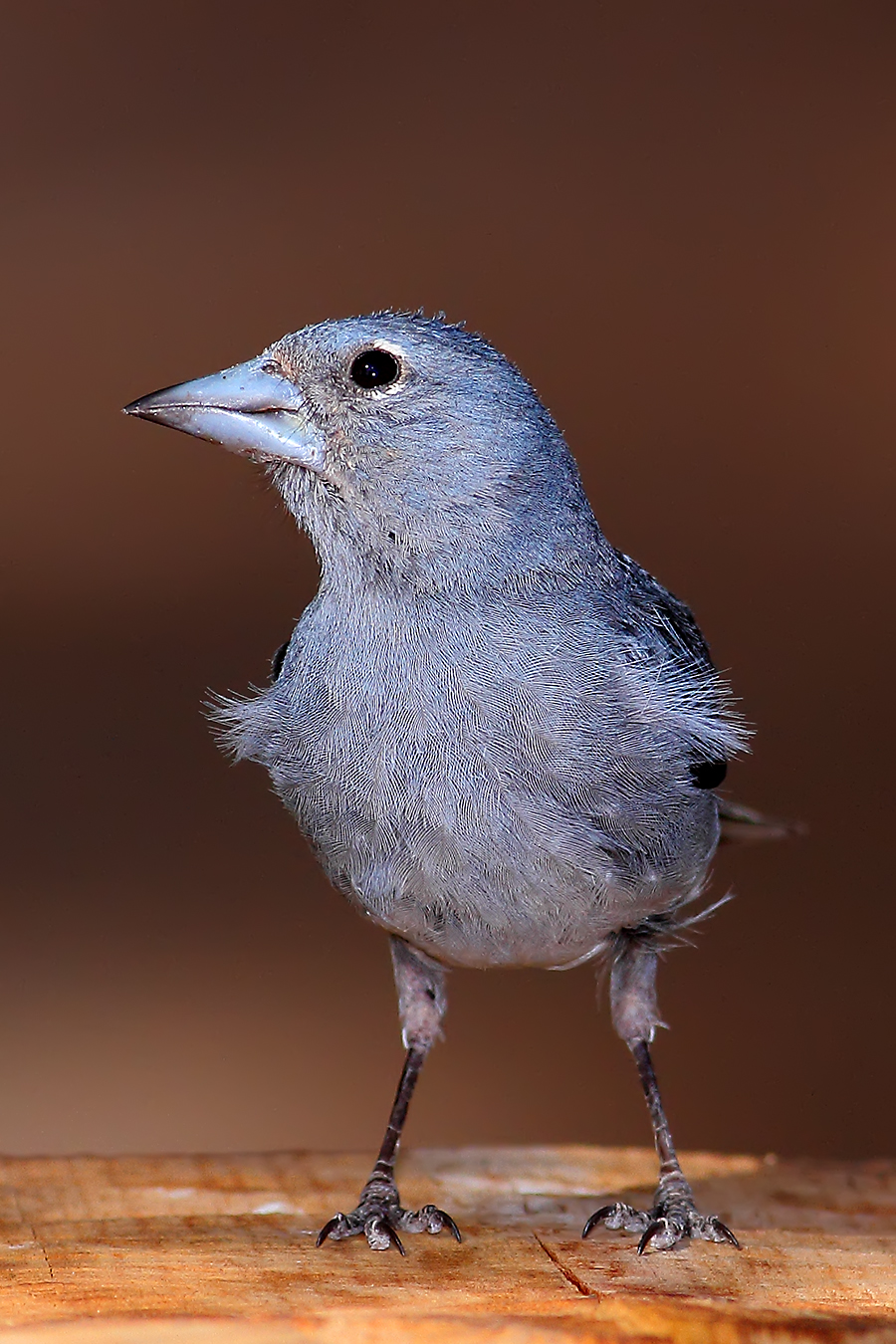 Ornito Addiction: Tenerife, hace ya mucho tiempo.