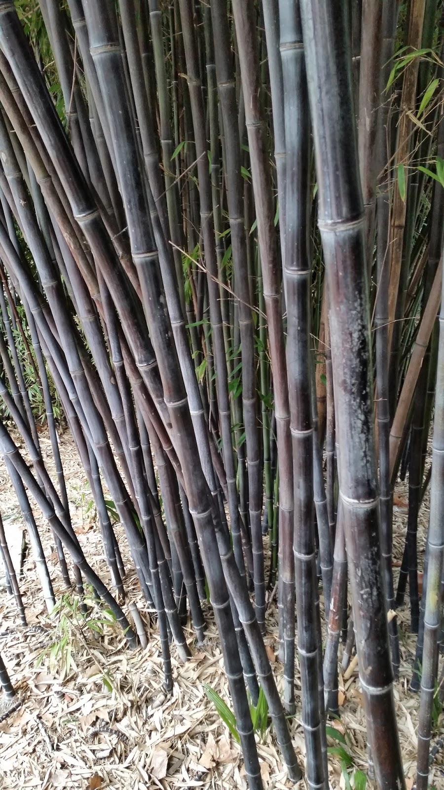 Contra la ceguera a las plantas: Los bambúes negros del Campo del Moro