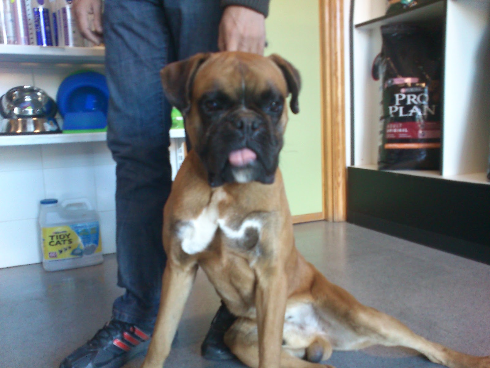 Adopta Peludos (perros y gatos en adopcion): BOXER PURO 1ÑO Y MEDIO ...