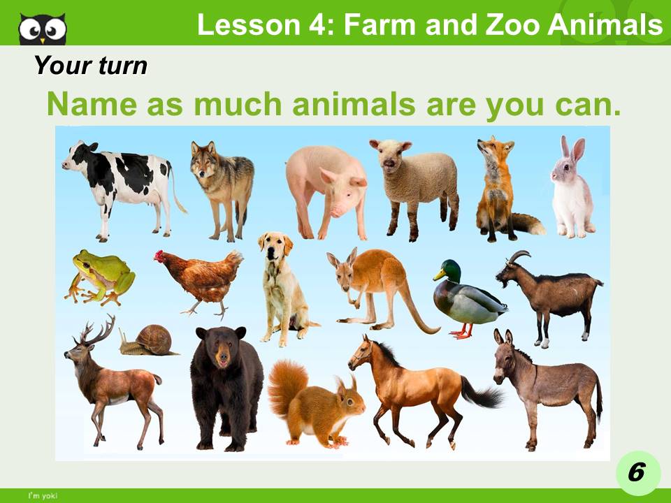 YOKITALK: Unit 5_Lesson 4 Animals