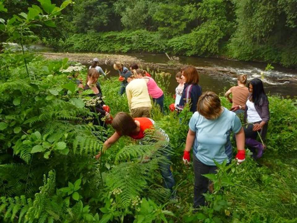 Volunteer Action on Urban River Corridor Biodiversity: It works! | Wild ...