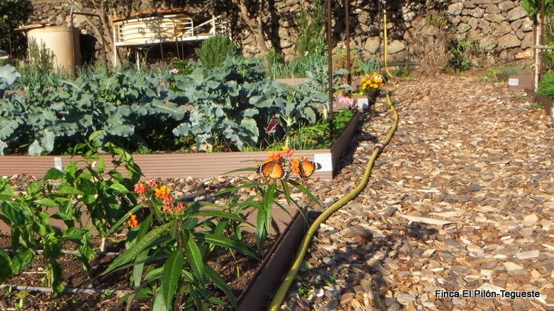 Finca Ecológica el Pilón: PLANTA ATRAE-MARIPOSAS