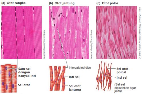 Pendidikan/ Kesehatan: Maret 2018