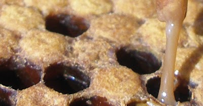 La Familia de la Apicultura - The Beekeeping Family: Nuevas vías en el ...