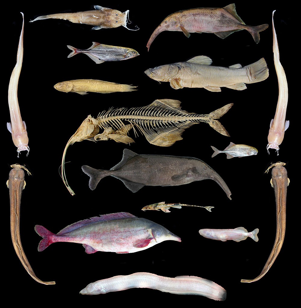 Koleksi Foto Ikan Unik dan Aneh