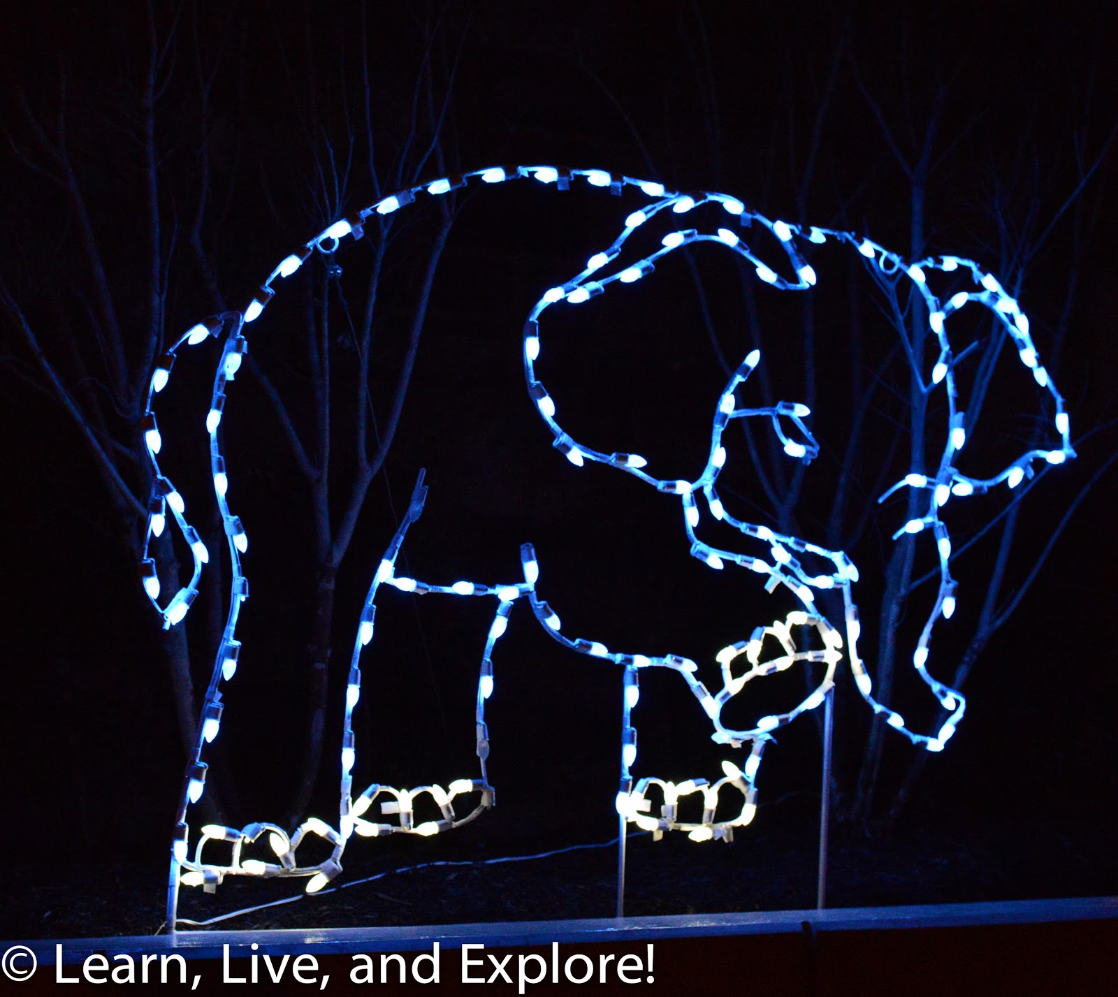 Zoolights at the National Zoo ~ Learn, Live, and Explore!