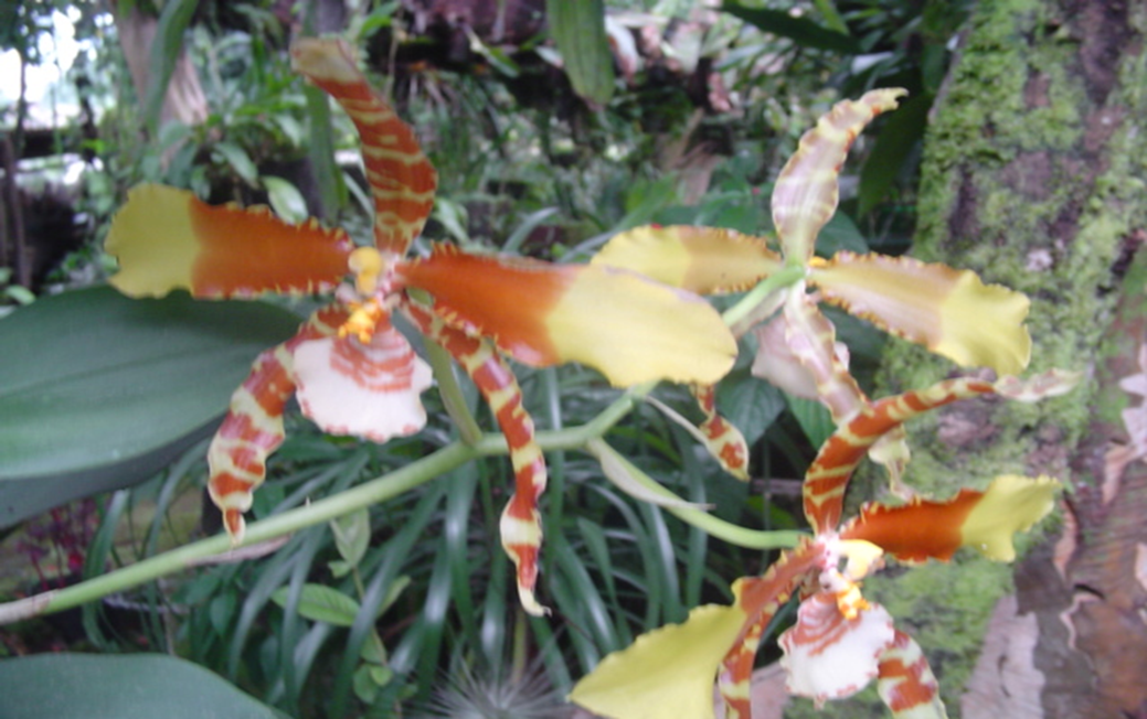 Protección a la Naturaleza: la flora de Guatemala - tareas......-