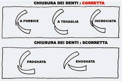 Assistenza, consigli per il vostro cane, spitz/pomerania e altro ancora ...