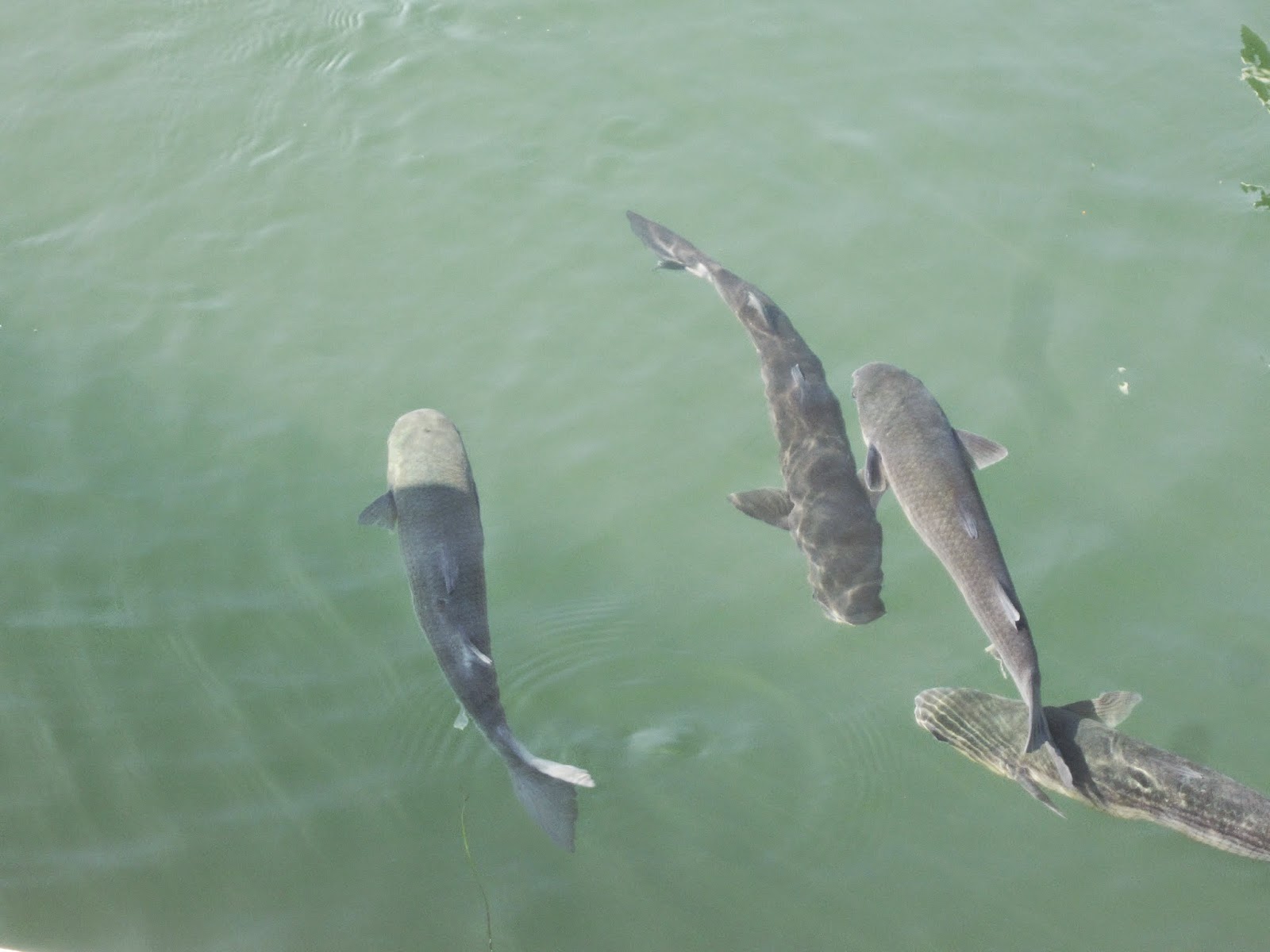 El rincón de Mundín: PESCADOS: EL MUIL, MÚJOL O LISA