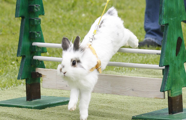 Kuweight 64: RABBIT SPORTS TOURNAMENT IN GERMANY