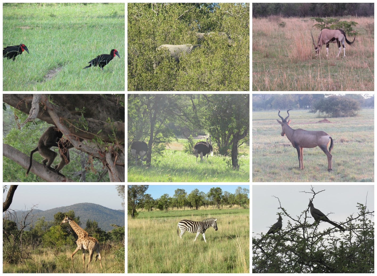 Life According to Steph: South Africa: Mabula Game Lodge