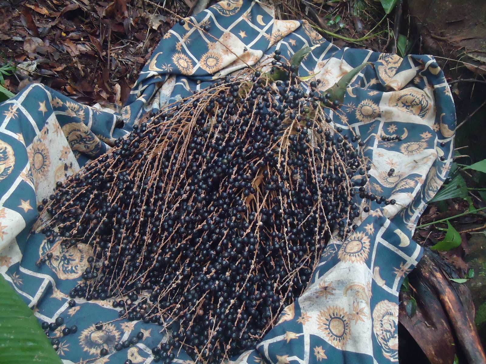 Família Bellé Agroecologia & Agroindústria: fevereiro 2012