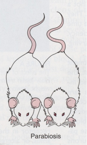 Cancer Biology: Cell Fusion Aids In Tumor Progression