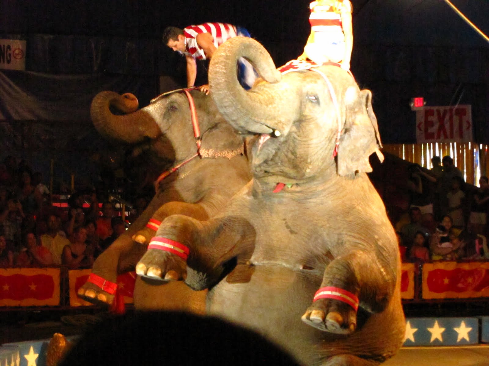 Photos of the Day: The Circus & Fireworks