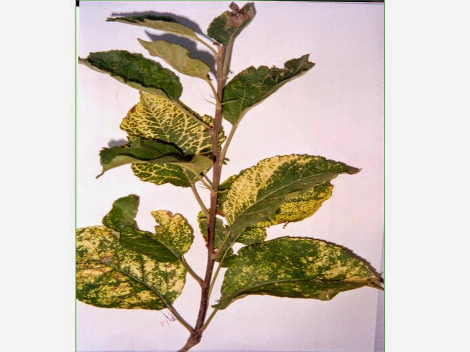 Farmers Club: Apple Tree Diseases: Apple Mosaic Virus