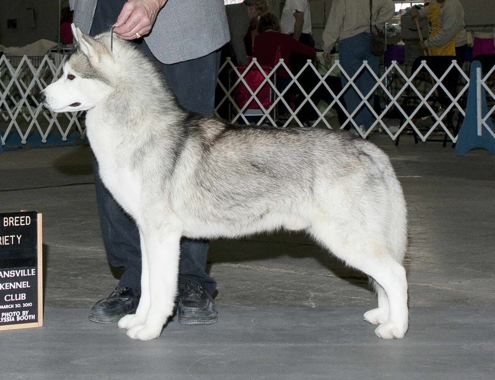 Siberian Husky : The 3 Greys