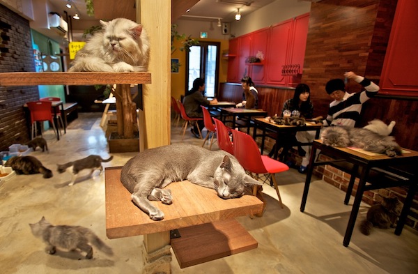 Yusuke Japan Blog: Relax time at “Neko Café”