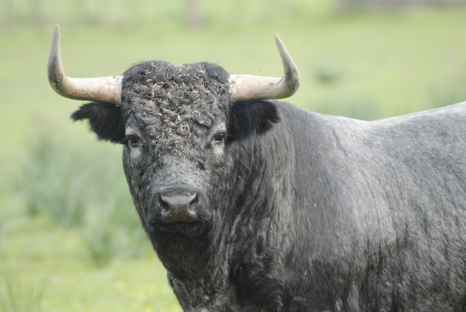 TOROS EN SEVILLA: LA TIERRA DEL TORO. PROGRAMA NÚMERO 18. PARTIDO DE ...
