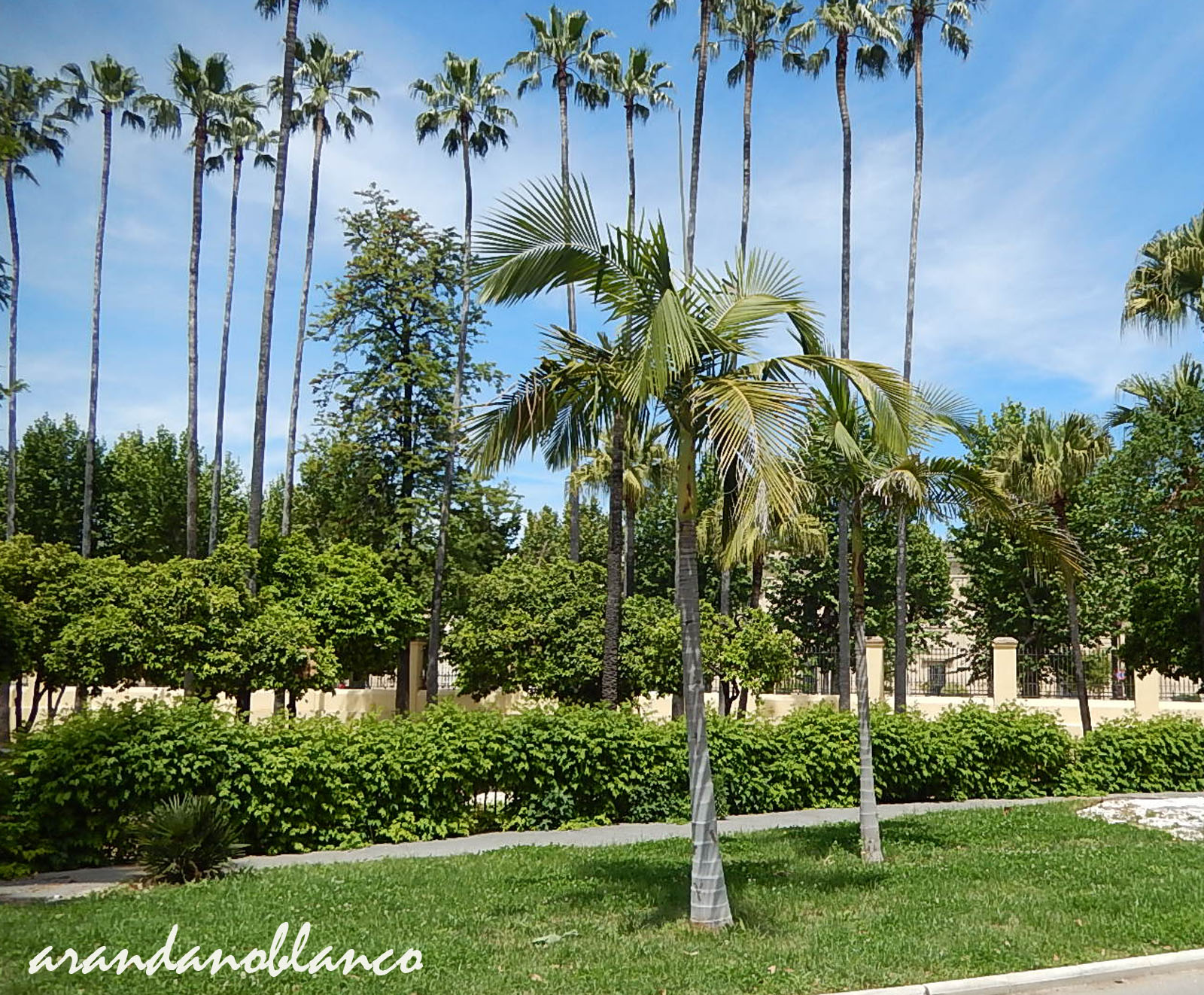 elarbolmiamigo-encinarosa: Archontophoenix alexandrae - Palma Alejandra ...