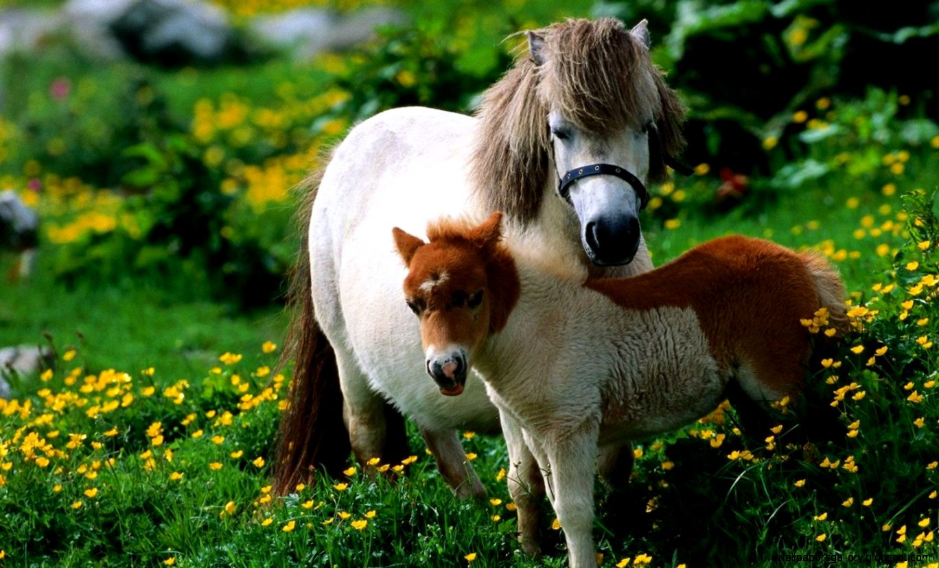 Horses In The Spring Wallpaper | Wallpapers Gallery