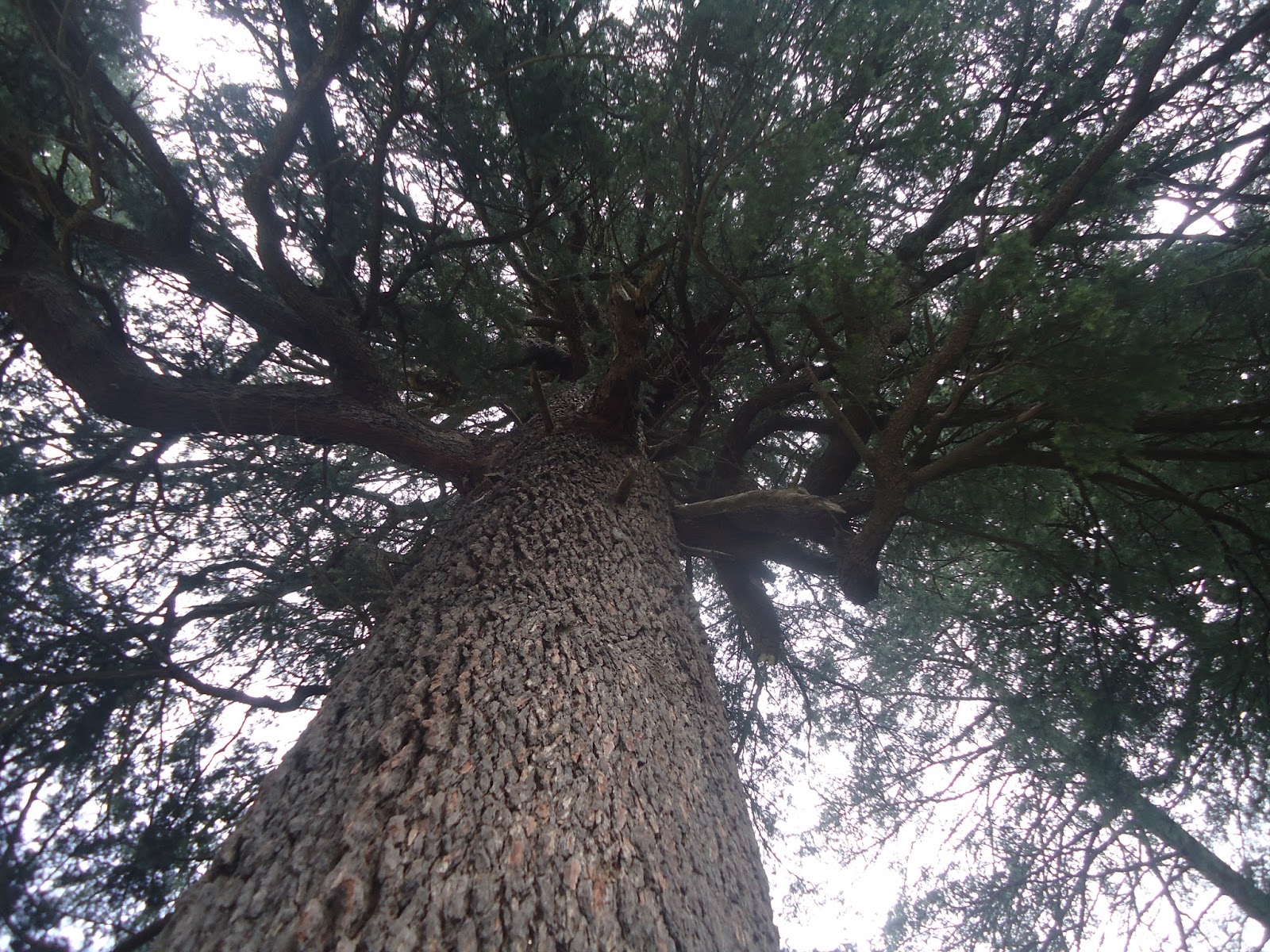 Spice of Life!: Feeling Dwarfed (#ThursdayTreeLove)